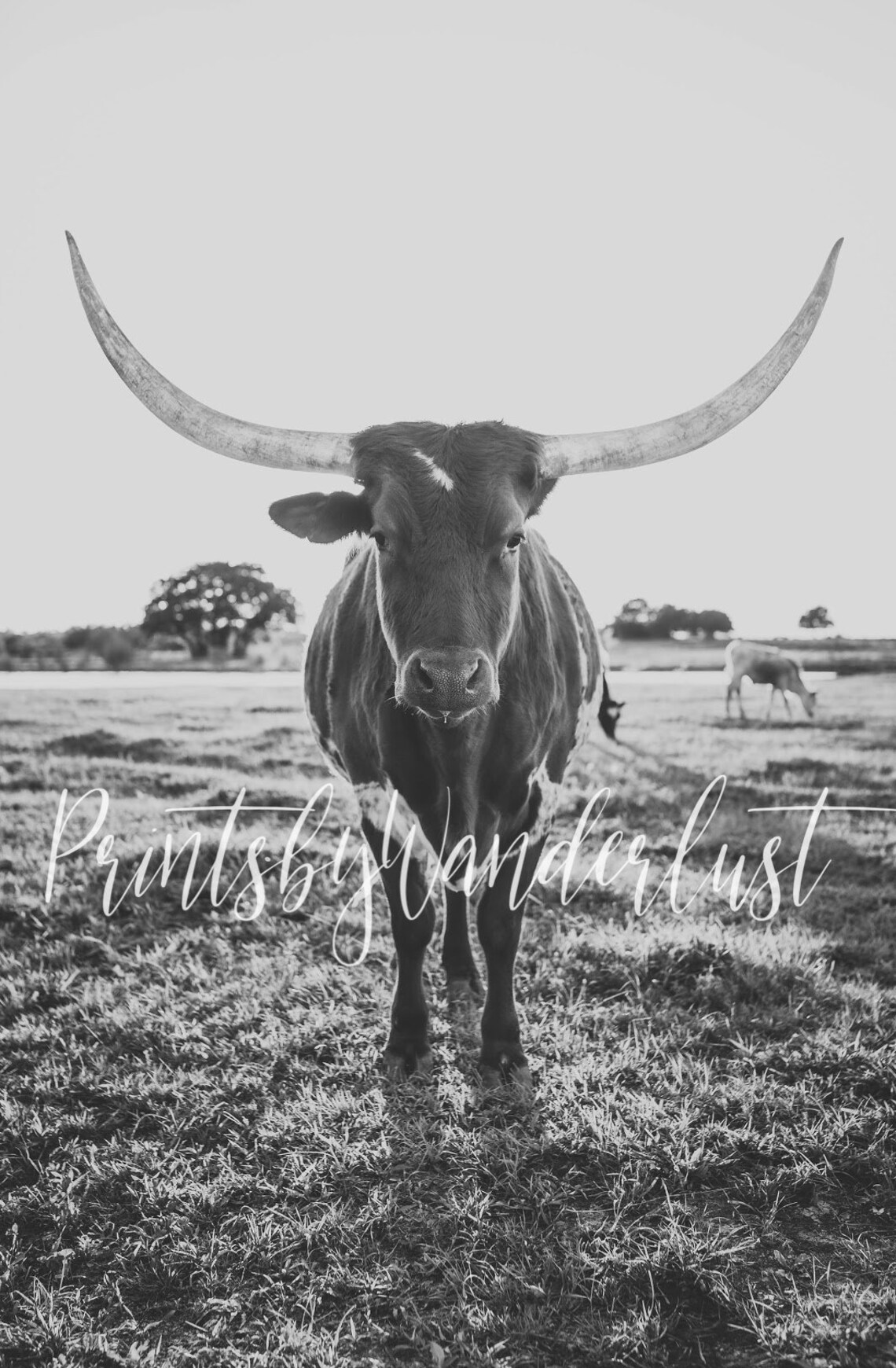 Cow Print Digital Download Longhorn Cattle Photography - Etsy