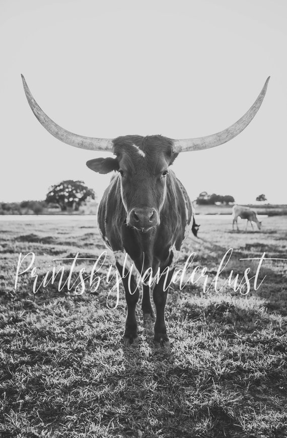 Cow Print Digital Download Longhorn Cattle Photography - Etsy