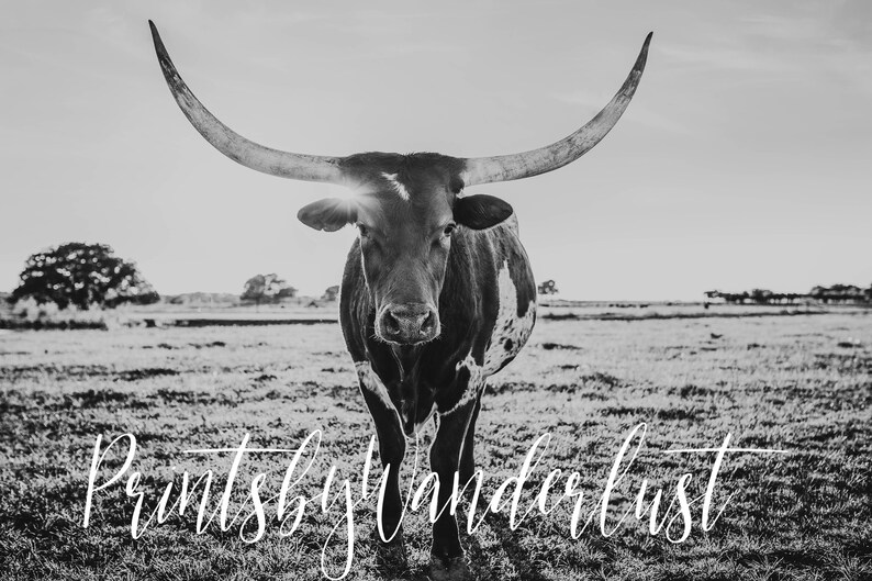 Cow Print, Digital Download, Longhorn, Cattle, Photography, Canvas ...