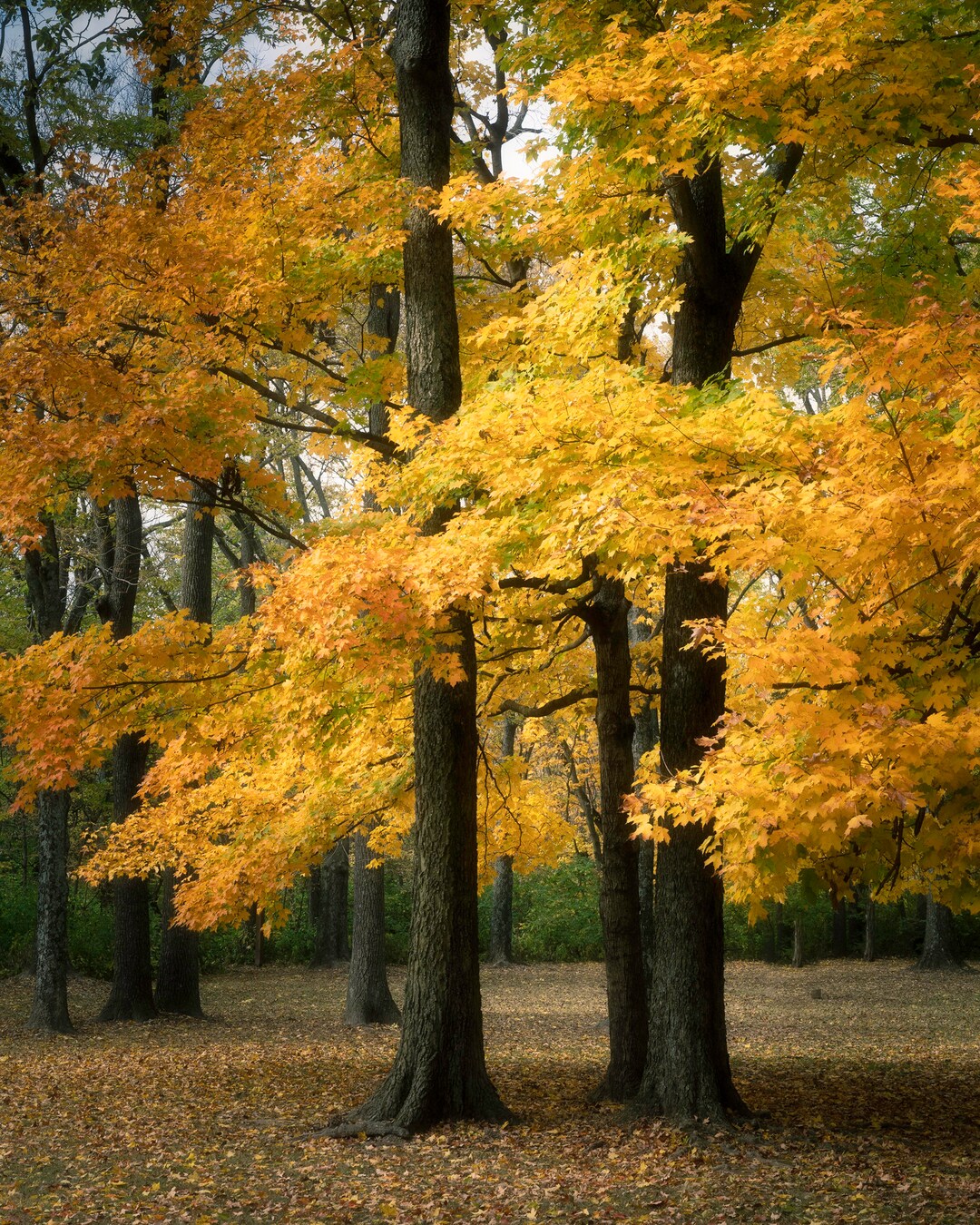Golden Oak Tree, Fall Scene, Autumnal Beauty, Autumn Landscape, Fall ...