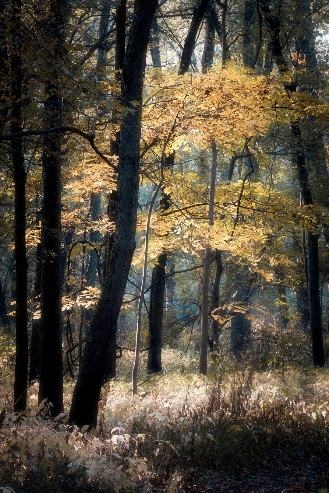 Forest in Fall, Forest Landscape, Autumn Landscape, Woodland ...