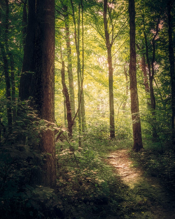 Woodland landscape store