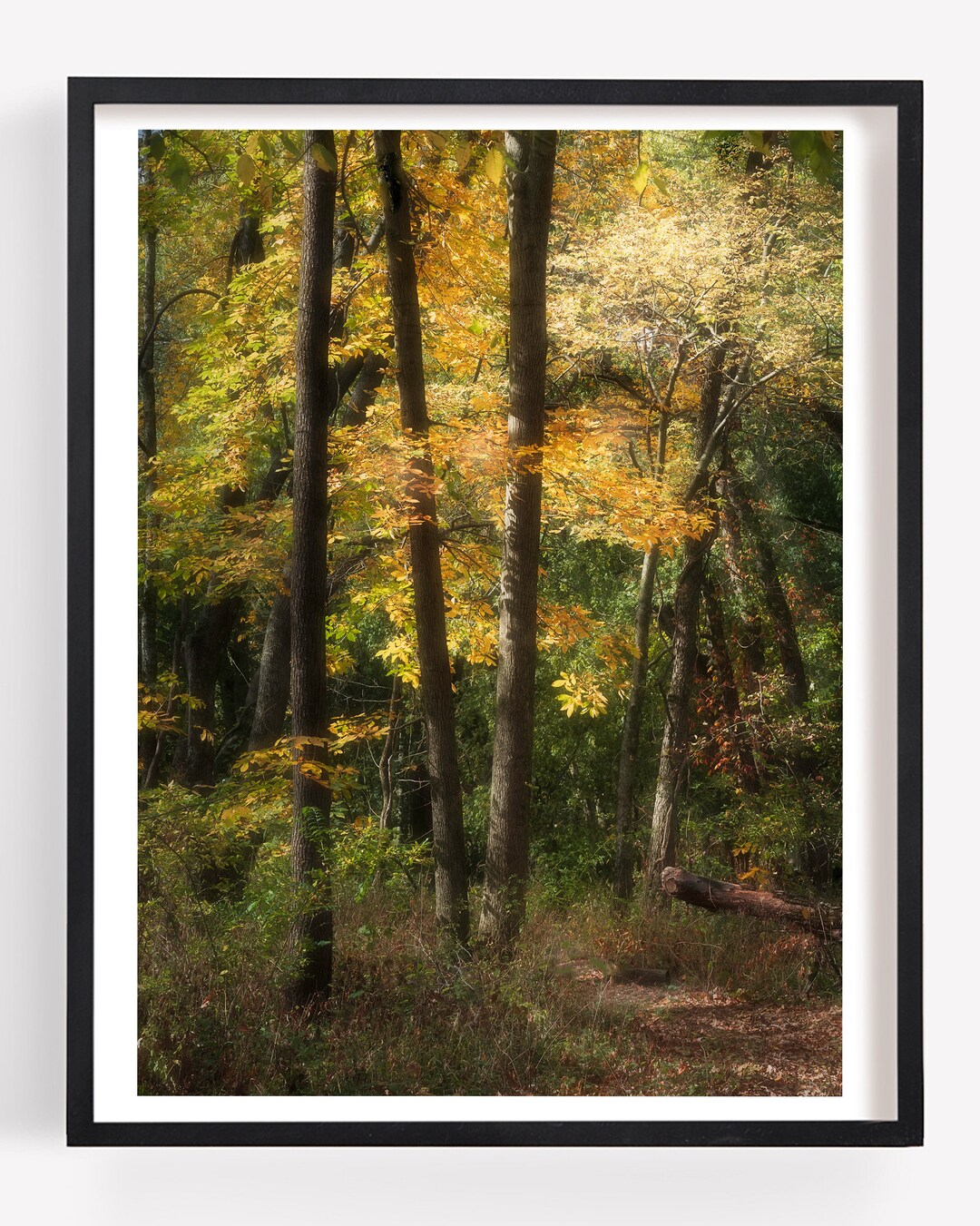 Autumn Forest Scene, Allerton Park, Woodland Photography, Forest Print ...