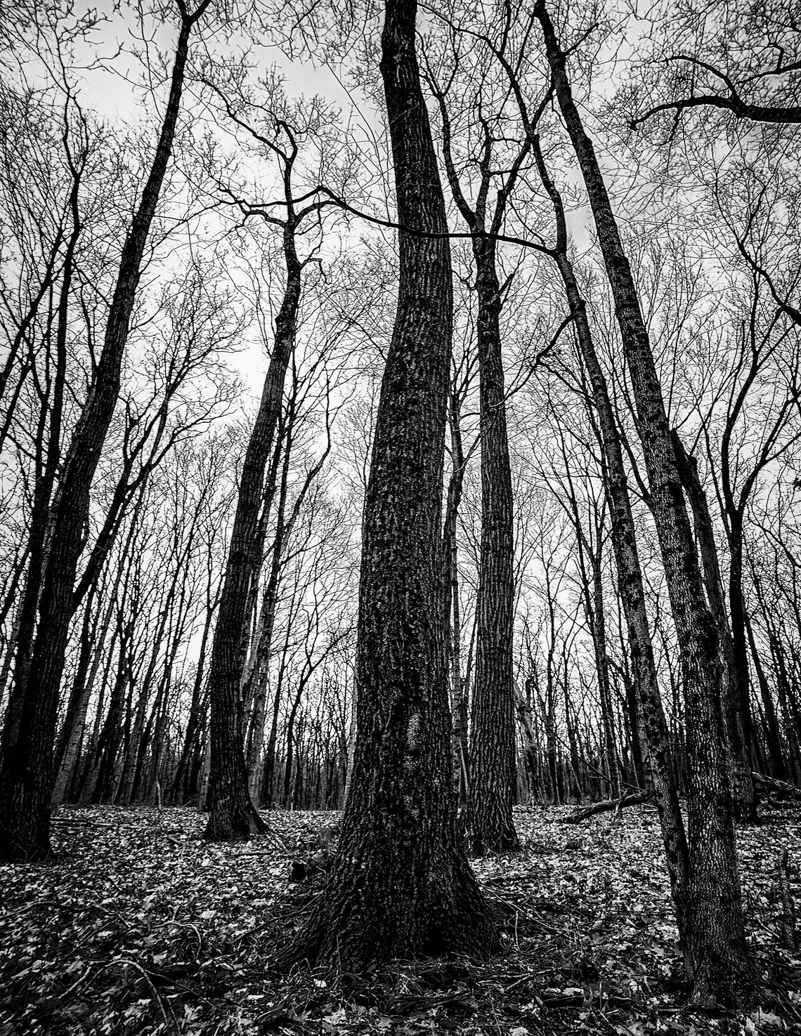Tall Skinny Trees, Forest Scene, Black and White, Tall Trees, Skinny ...
