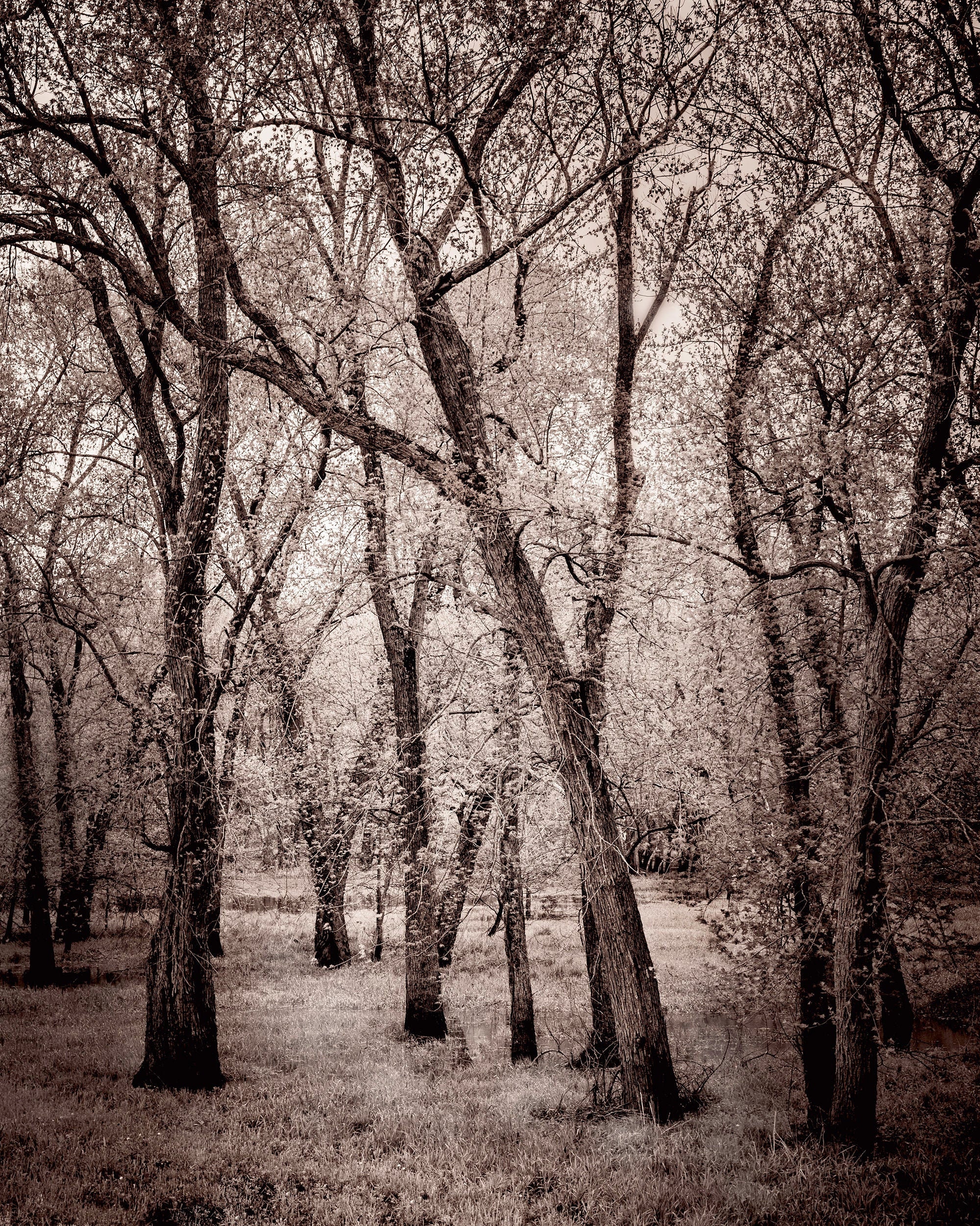 Sepia Tone Photography Forest