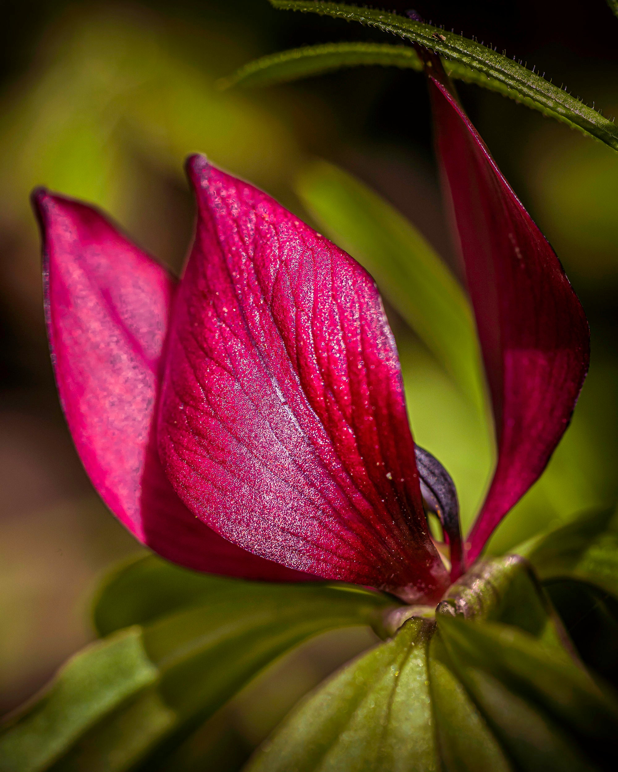 Red Trillium, Wildflower, Nature Photography, Flower Photography ...