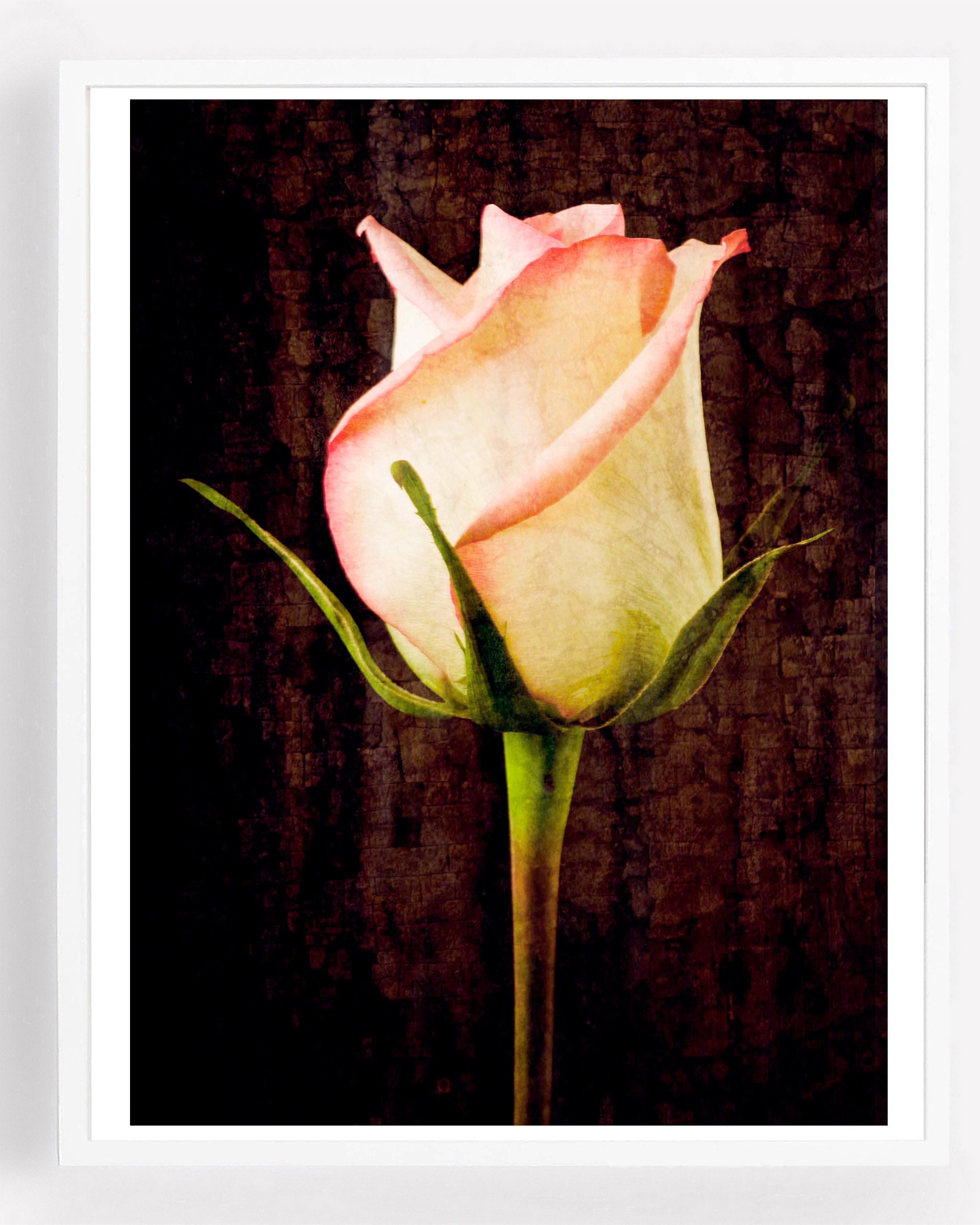 Pastel Rose, Art Print, Single Rose, Soft Light. Pastel Color, Flower ...