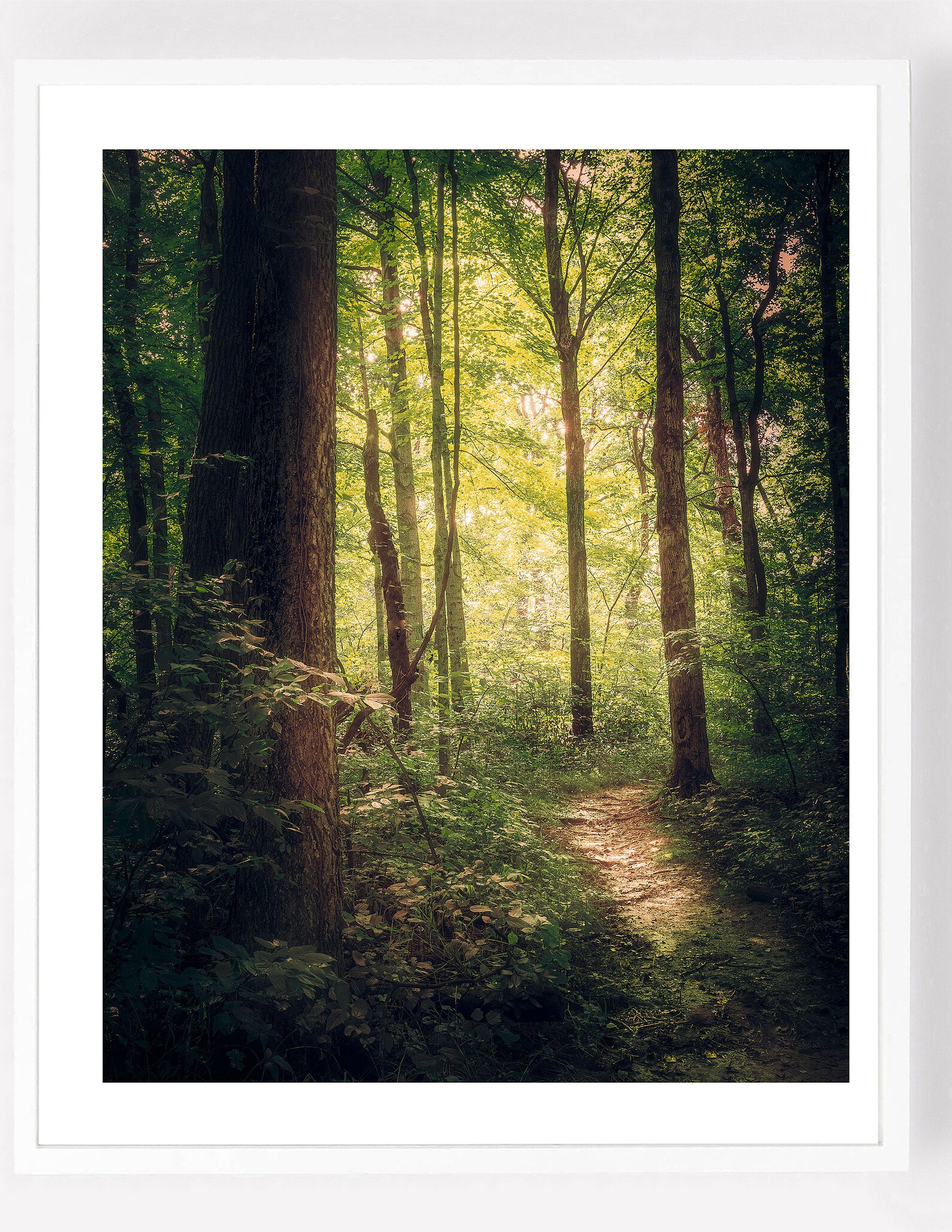 Forest Path, Tranquility, Quiet Scene, Woodland Photography,nature ...