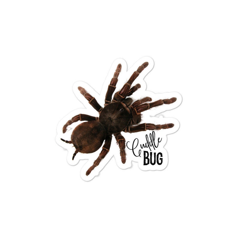 Tarantula Cuddle Bug Sticker Spider, Laptop, Indoor, Silly, Halloween ...