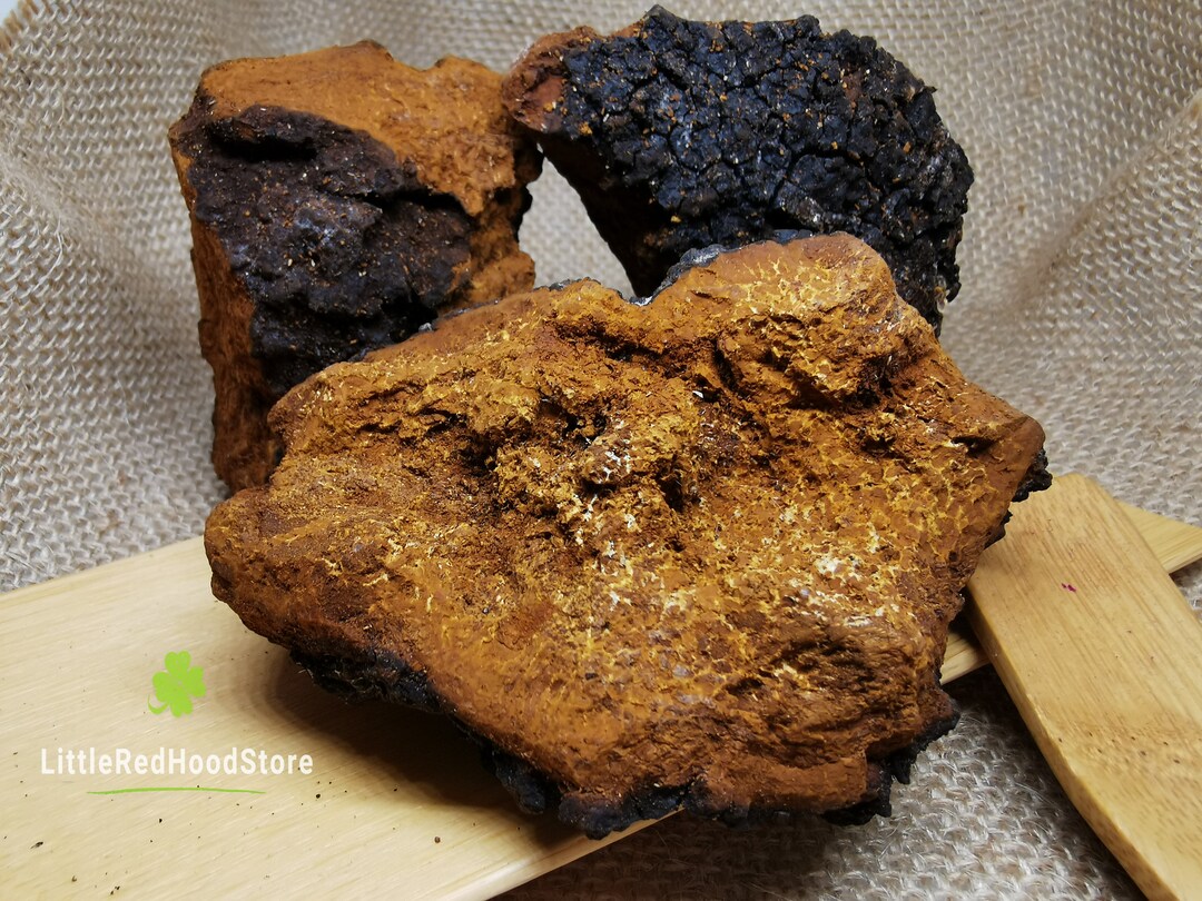 Chaga Mushroom Nuggets, Wild Canadian Chaga, Inonotus Obliquus, Brew ...