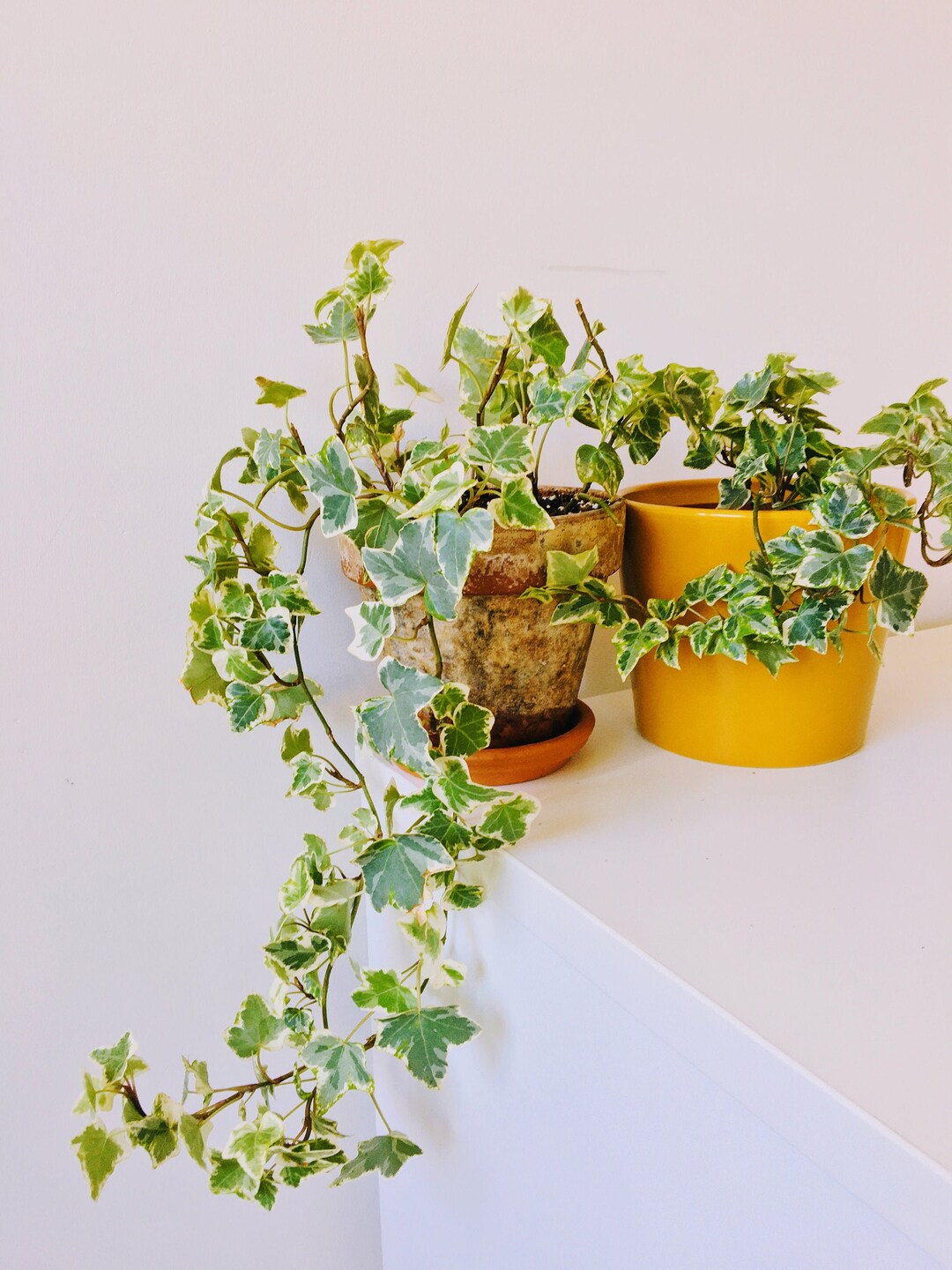 Variegated English Ivy, Rooted Cutting or Plant in Pot, ‘hedera Helix ...