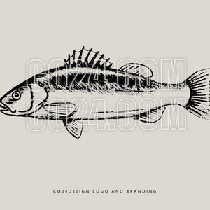 Vintage Sea Bass Illustration, Hand Drawn Fish Art (digital Download ...