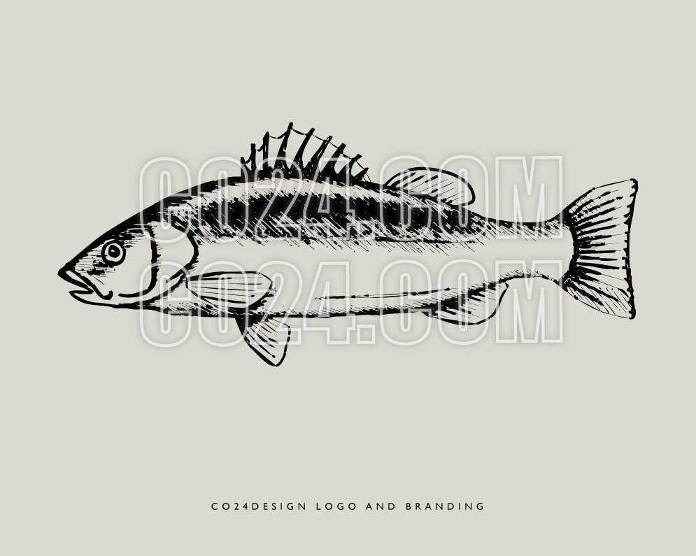 Vintage Sea Bass Illustration, Hand Drawn Fish Art (digital Download ...