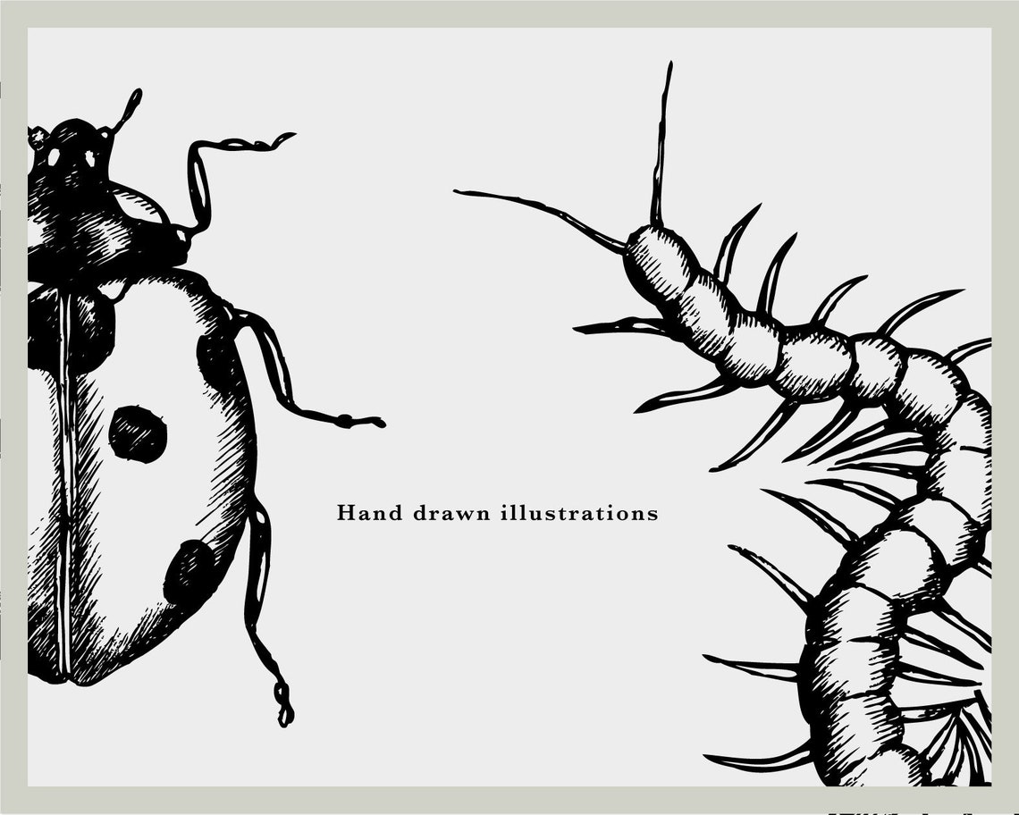 Insect Illustrations Bugs Vintage Style Insect Drawings - Etsy