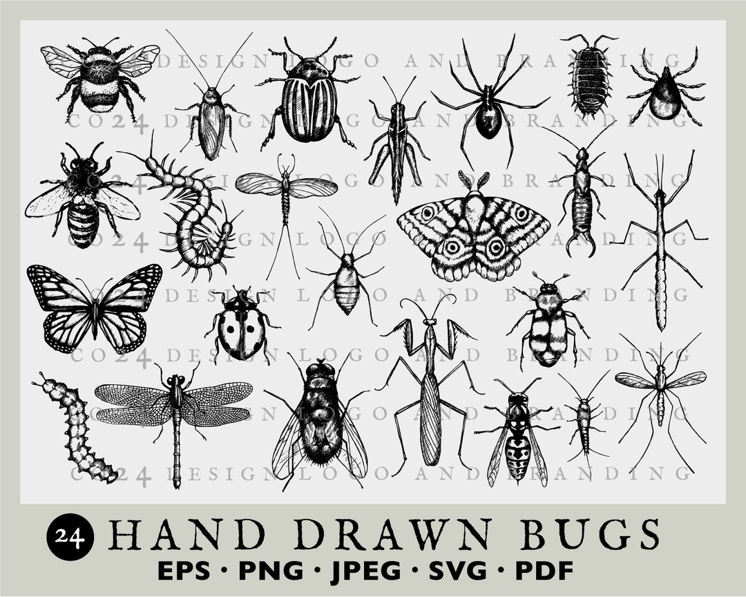 Insect Illustrations, Bugs, Vintage Style Insect Drawings, Entomology ...