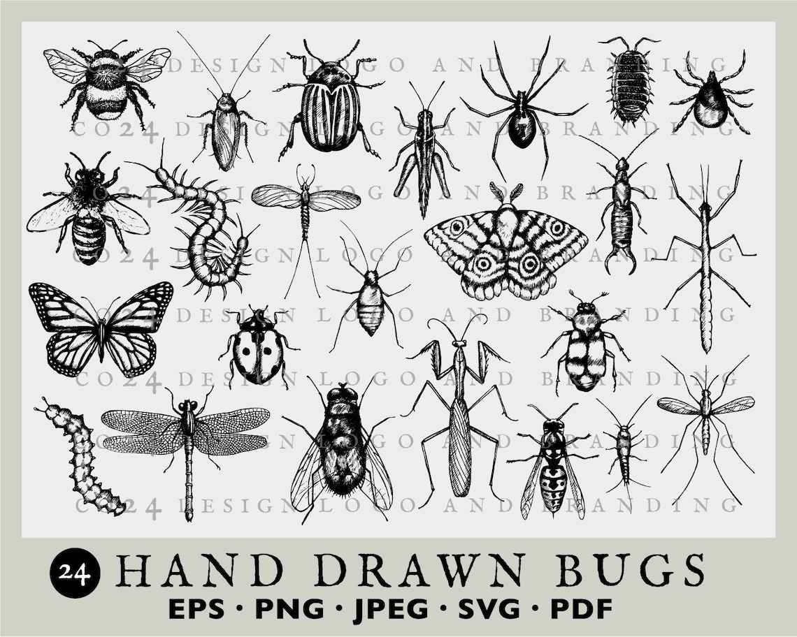 Insect Illustrations Bugs Vintage Style Insect Drawings | Etsy