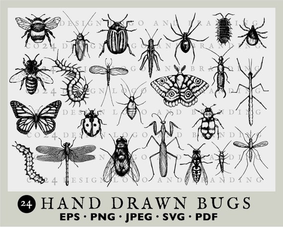 Vintage Insect Clip Art