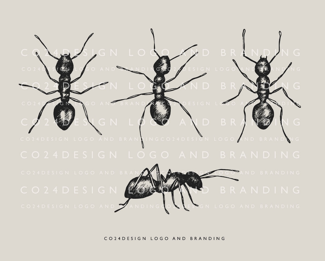 Ant Illustrations, Vintage Style Insect Drawings, Entomology, Insect ...