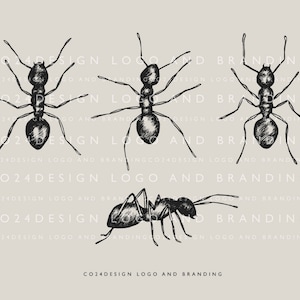 Ant Illustrations, Vintage Style Insect Drawings, Entomology, Insect ...