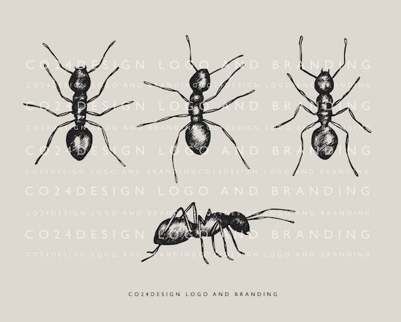 Ant Illustrations Vintage Style Insect Drawings Entomology | Etsy
