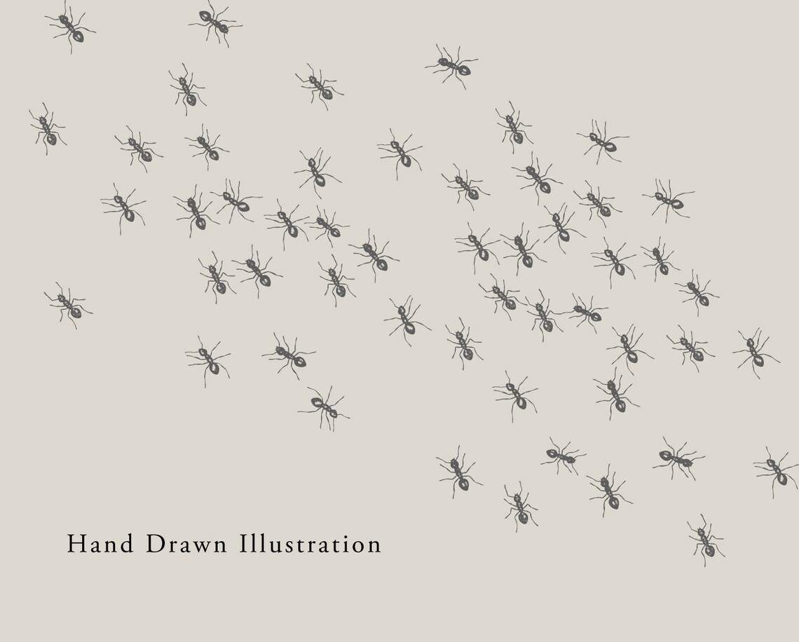 Ant Illustrations Vintage Style Insect Drawings Entomology - Etsy