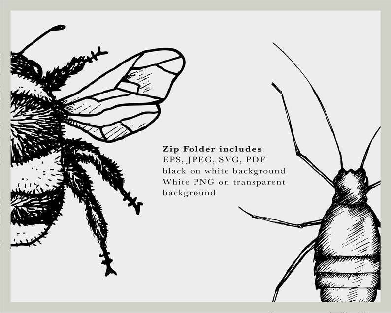 Insect Illustrations Bugs Vintage Style Insect Drawings - Etsy