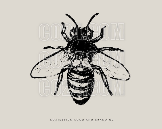 Vintage Honey Bee Drawing