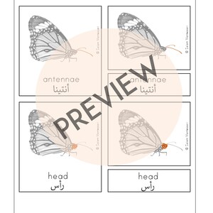 Montessori Inspired Bilingual Butterfly Activities (3-part Cards: Life ...