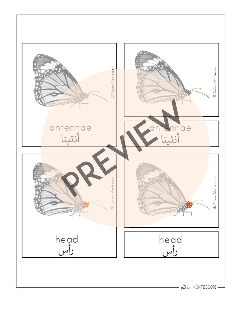 Montessori Inspired Bilingual Butterfly Activities (3-part Cards: Life ...