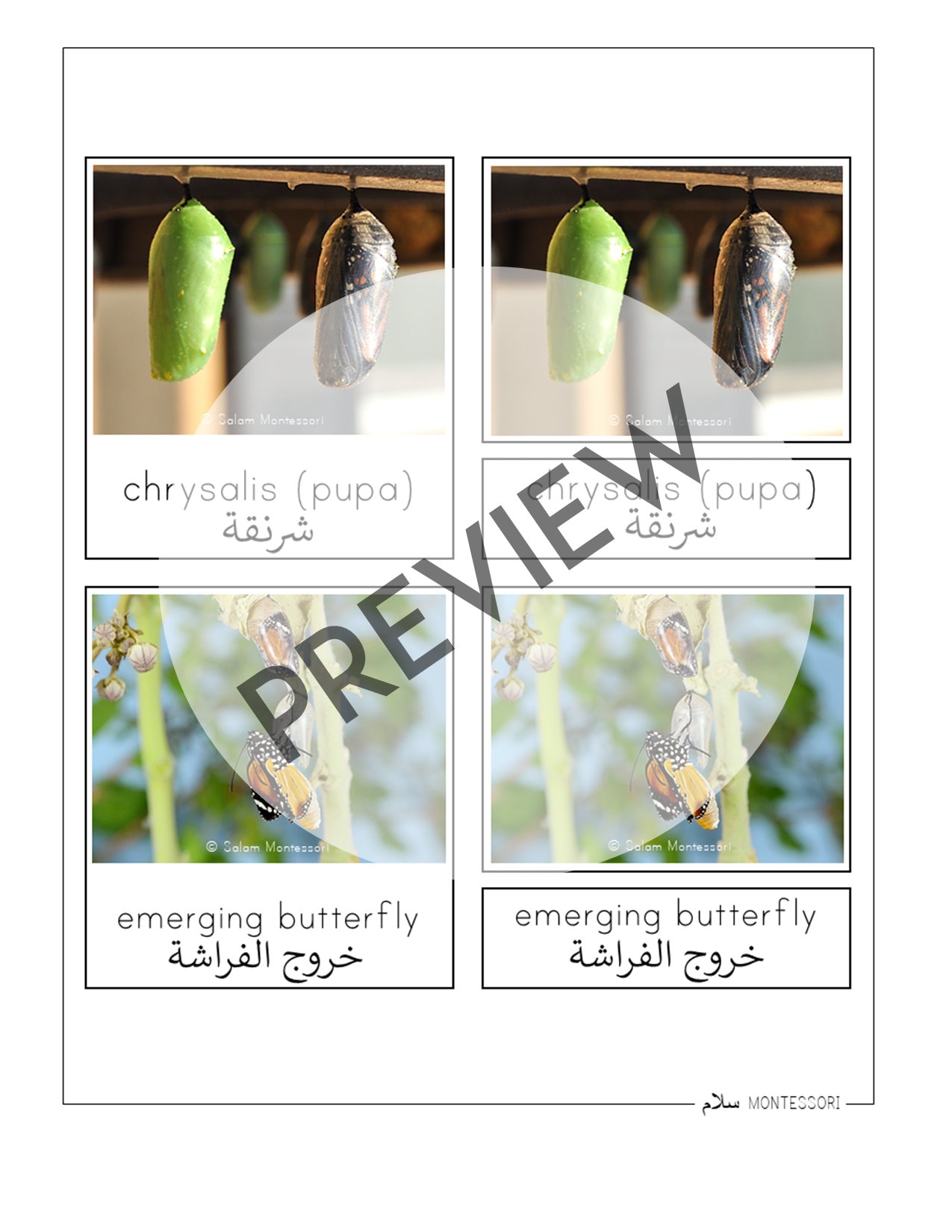 Montessori Inspired Bilingual Butterfly Activities (3-part Cards: Life ...