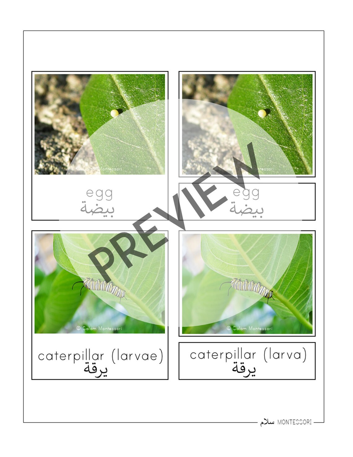 Montessori Inspired Bilingual Butterfly Activities (3-part Cards: Life ...