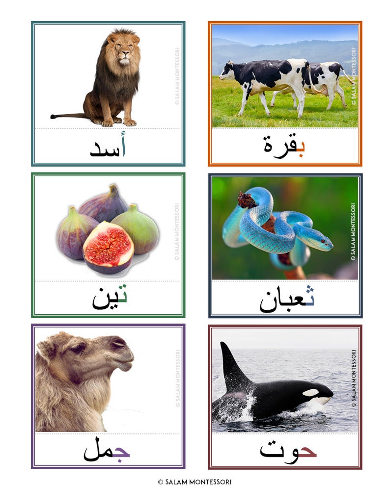 Arabic Letter Form Flashcards (real Images) - Etsy