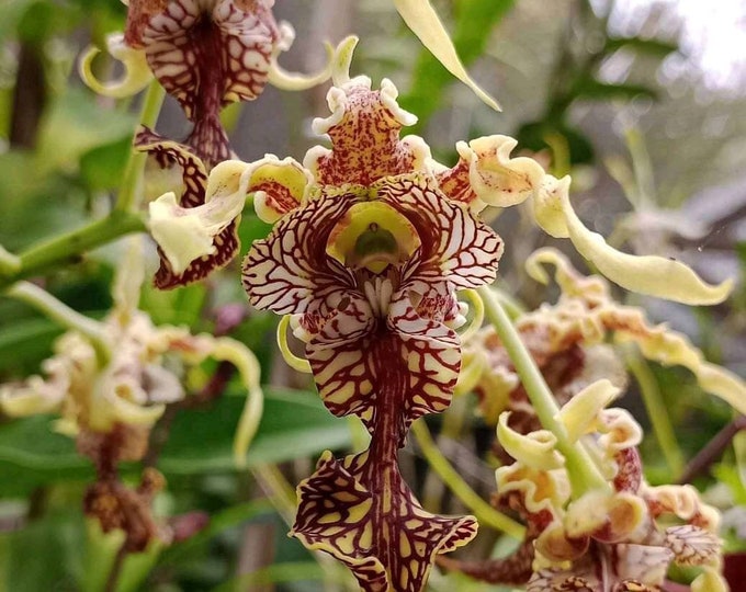 Dendrobium Spectabile Goblin Orchid Alien Orchid - Etsy