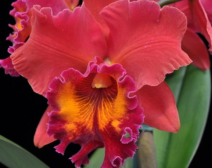 Rlc. Sharon King 'volcano Queen'. Live Cattleya Hybrid Orchid Plant ...
