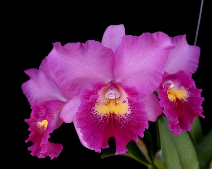 Chz. Hsinying Pink Doll 'pink Doll'. Live Cattleya Hybrid Orchid Plant. NBS - Etsy