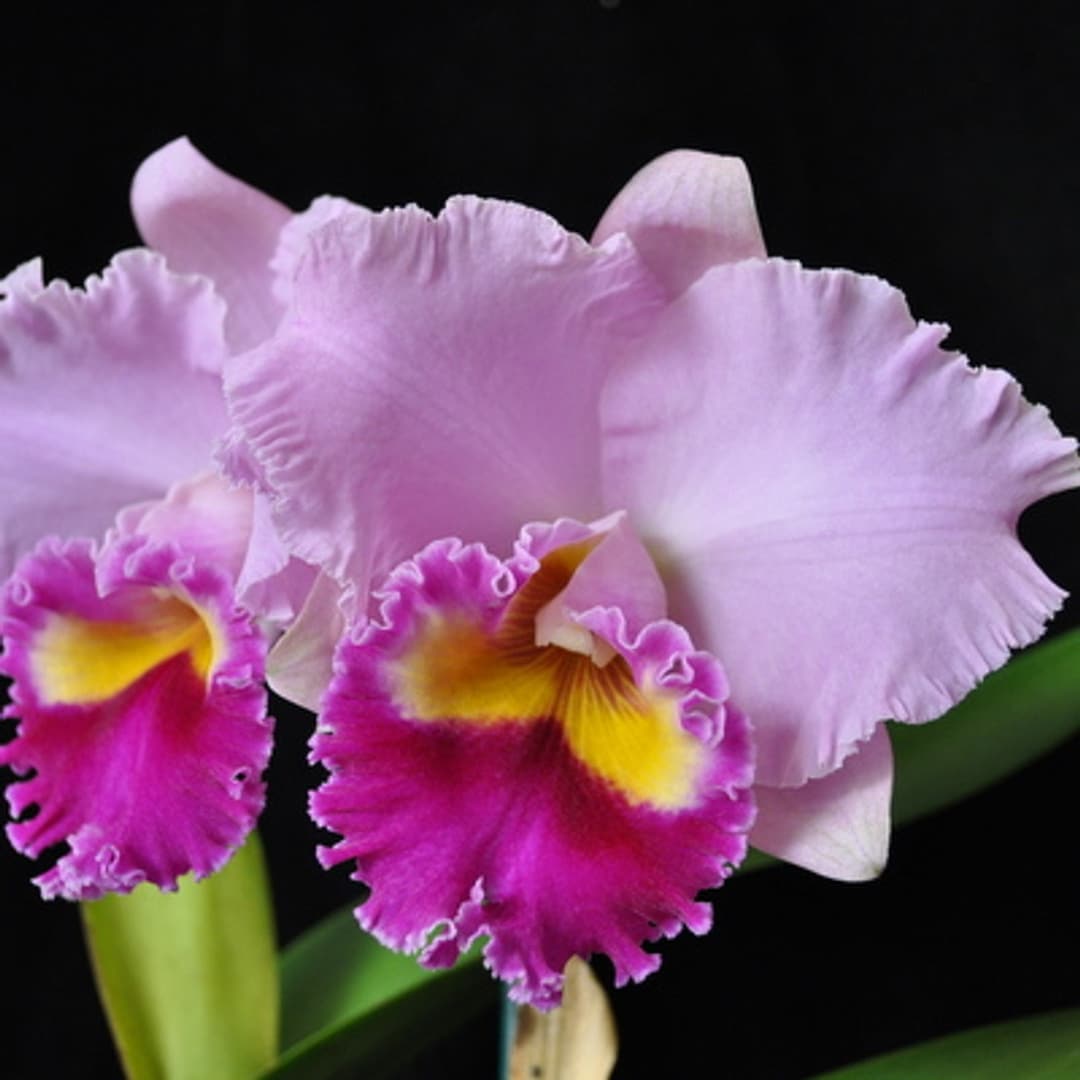 Rlc. Joy Sokabe 'volcano Queen'. Live Cattleya Orchid Species Plant. - Etsy