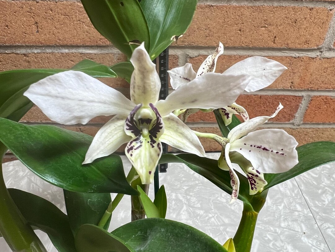 Dendrobium Roy Tokunaga. Live Dendrobium Orchid Plant. - Etsy