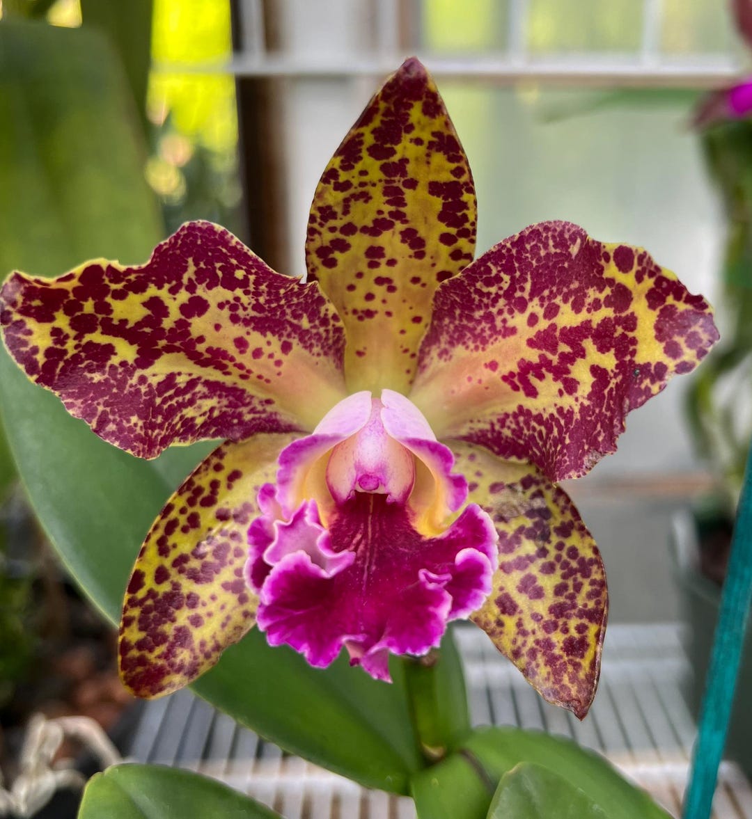 Rlc. Waianae Leopard 'ching Hua'. Large Live Cattleya Orchid Plant. BS - Etsy