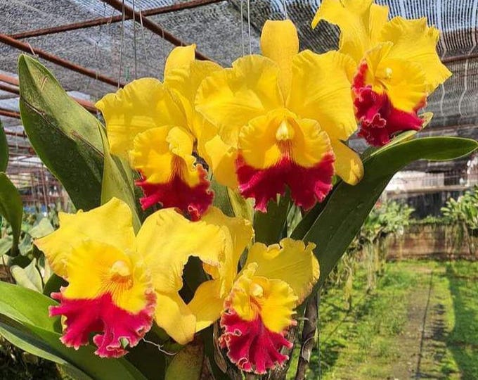 Rlc. Thongsuk Delight. Live Cattleya Orchid Species Plants. Blooming Size. - Etsy