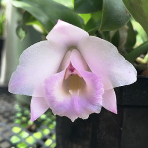 Cattleya Alaorii 'two Too' X 'peter Lin' HCC/AOS Live Cattleya Orchid ...