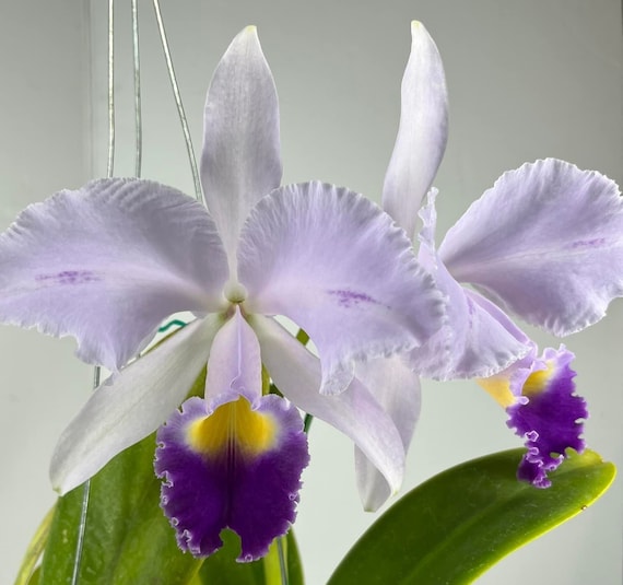 Cattleya Trianae Coerulea. Live Cattleya Orchid Species Plant. | Etsy