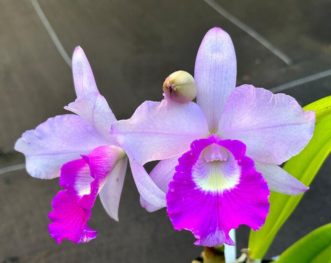 Blc. Aiea Lorraine 'paradise'. Live Cattleya Large Orchid Plant ...