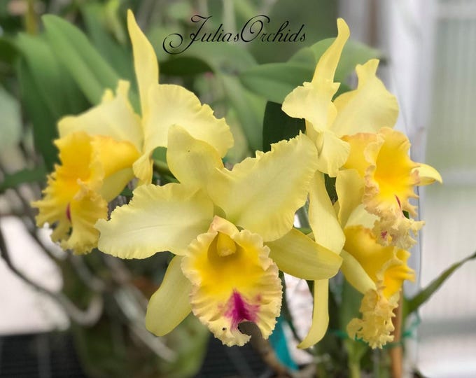 Rlc. Yuko Ito 'volcano Queen'. Live Cattleya Orchid Large Plant. NBS - Etsy