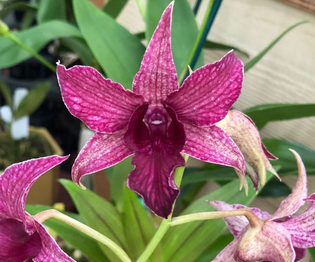 Dendrobium Hawaii Spectacular. Live Orchid Plant. - Etsy