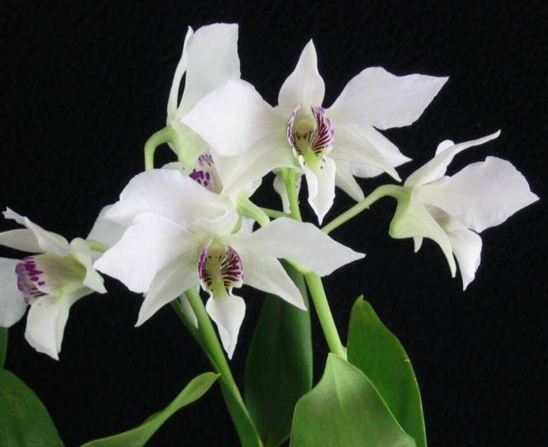 Dendrobium Roy Tokunaga. Live Dendrobium Orchid Plants. Blooming Size ...