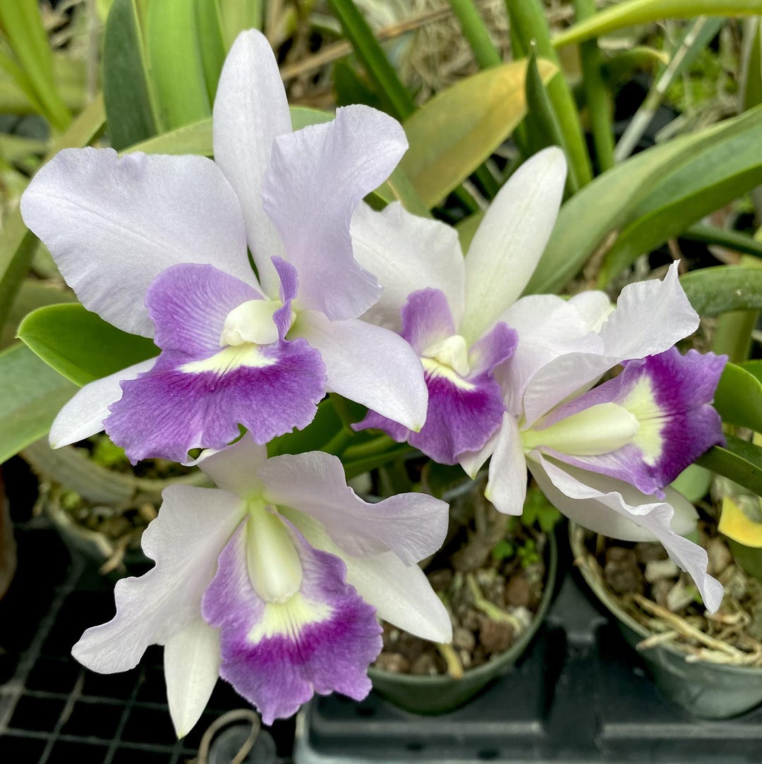 Ctt. Final Blue. Cattleya Orchid Plant. Coerulea. Near Blooming Size ...