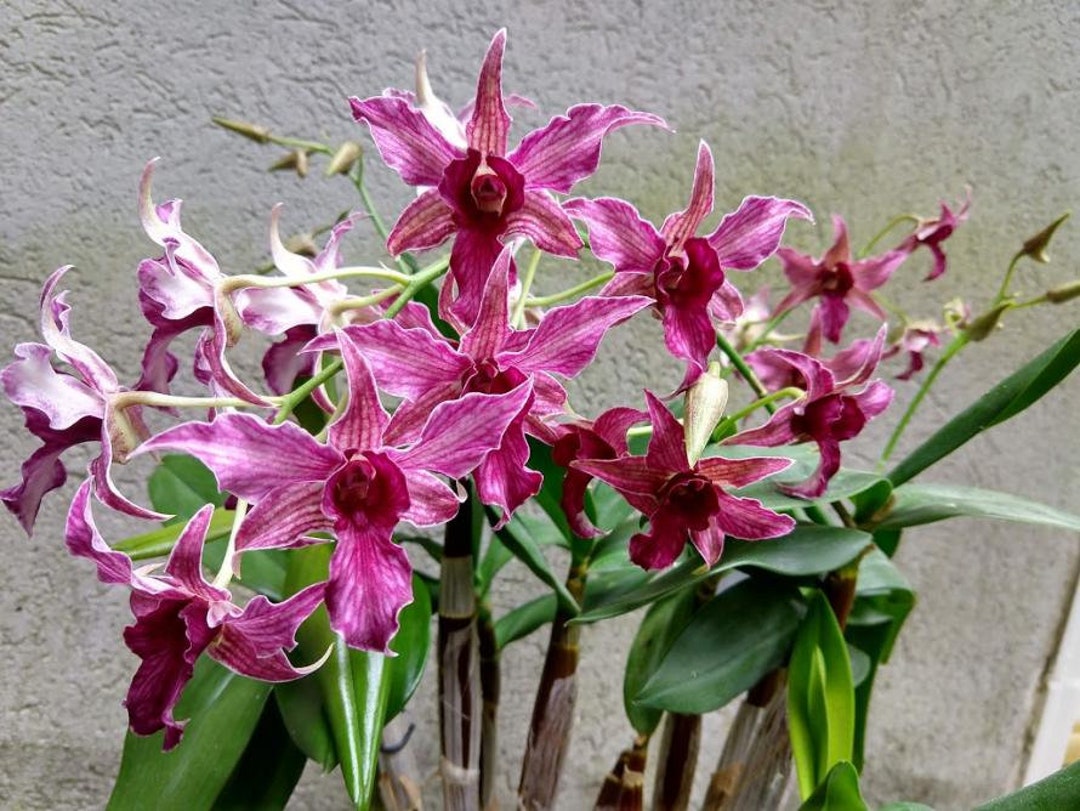 Dendrobium Hawaii Spectacular. Live Orchid Plant. - Etsy