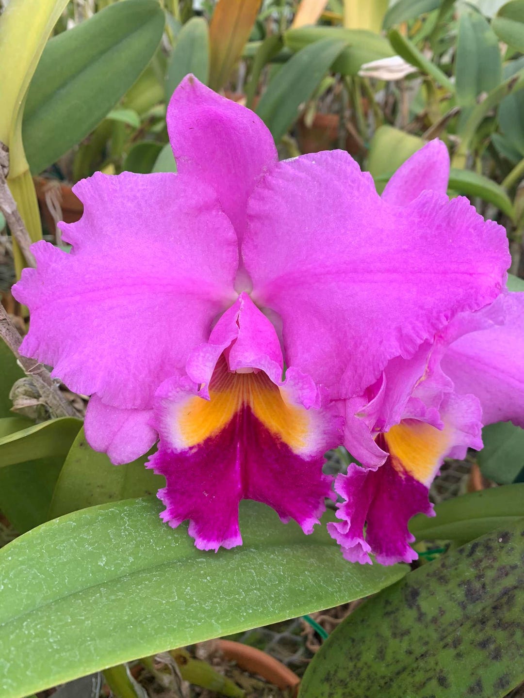 Cattleya Lake Cachuma 'foothills'. Live Cattleya Orchid Hybrid Plant ...