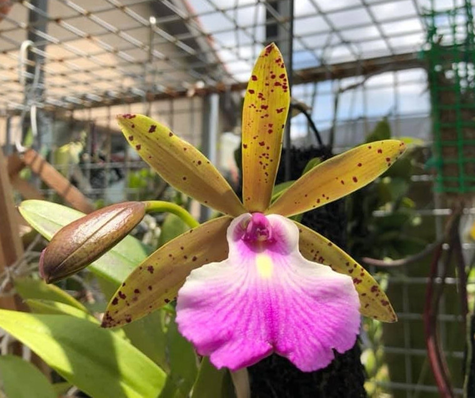 Bc. Hippodamia. Live Cattleya Orchid Hybrid Plant. Blooming | Etsy