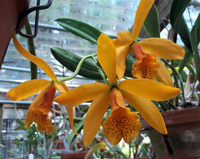 Rby. Copper Queen. Live Cattleya Orchid Hybrid Plant. Blooming Size. - Etsy